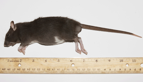 Medium Rats (10/Pack) - Feeder Rodents: Frozen Feeder Rodents ...