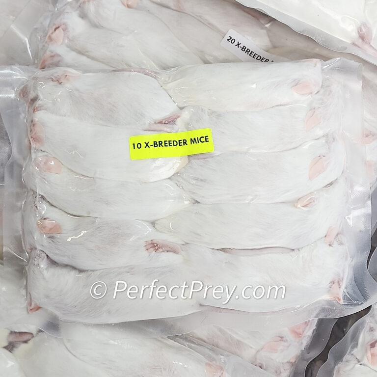 Ex-Breeder Mice (10/Pack)