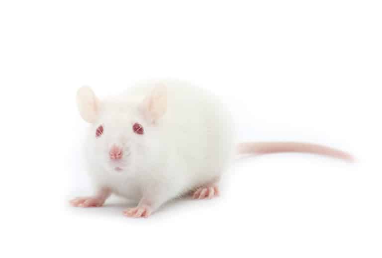 Frozen Rodents - Frozen Rats, Frozen Mice for Snake Food