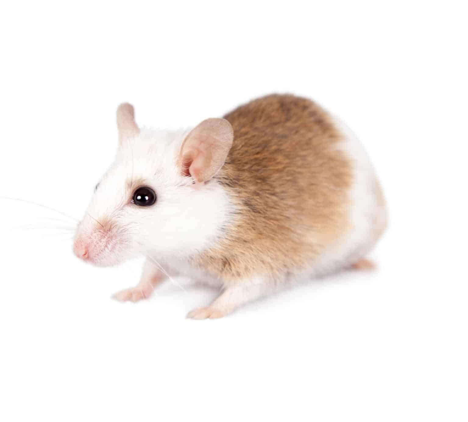 Frozen Feeder Rodents, Mice, Pinkies, Rats, Frozen Chicks & Snake Food ...