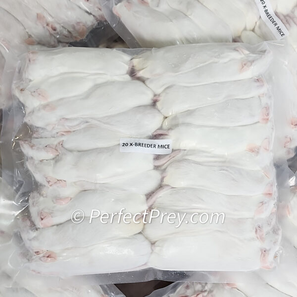 Frozen Feeder Jumbo Mice