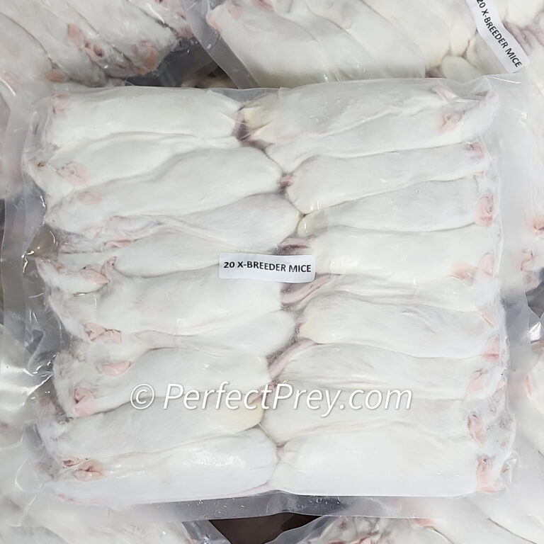 Frozen Feeder Jumbo Mice